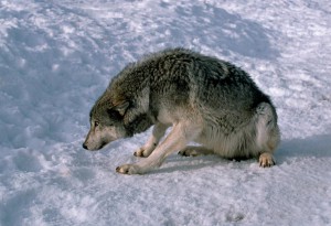 The Language of Wolves - Living with Wolves