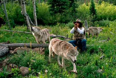 Portfolio 3 Columns - Living with Wolves