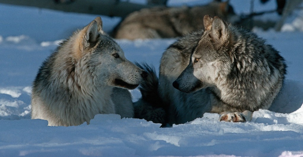 Wolf | Gray Wolf Friendships - Living with Wolves