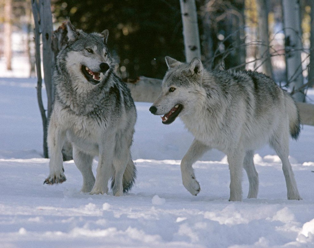 kNG251100x875 - Living with Wolves