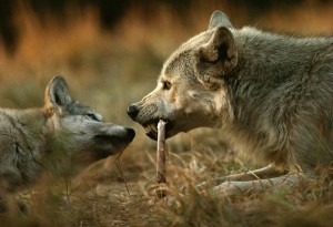 The Language of Wolves - Living with Wolves