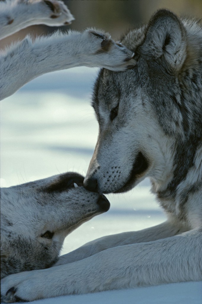 National Geographic - Living with Wolves