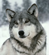 ngs4_0383 - Living with Wolves