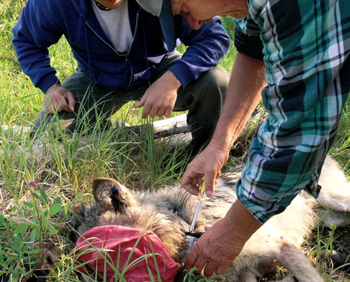 Portfolio 3 Columns - Living with Wolves