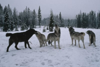 Our Team - Living with Wolves