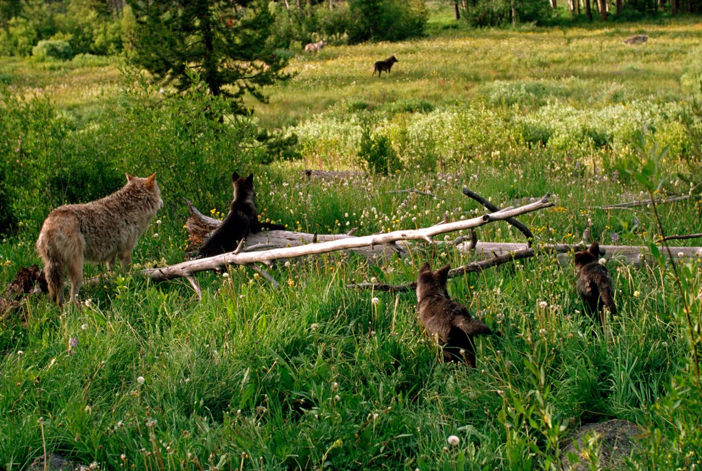 How the death of one wolf can affect the entire pack - Living with Wolves