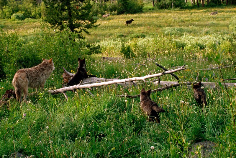 How the death of one wolf can affect the entire pack - Living with Wolves