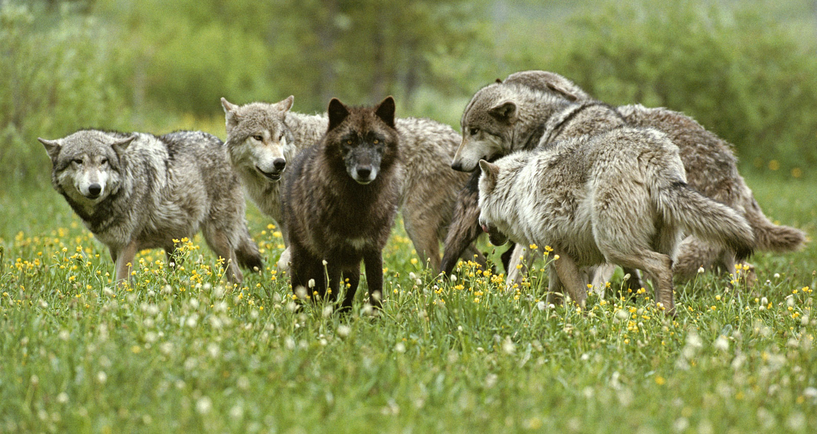 AlphaF.NLngs4_0077 - Living with Wolves