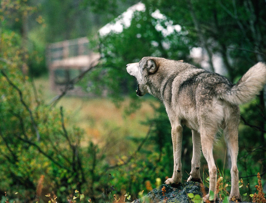 Articles - Living with Wolves