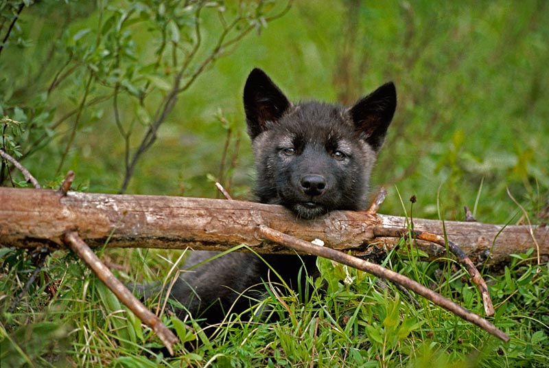 NGS5475 0053 - Living with Wolves