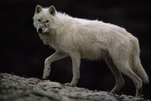 Meet the Wolf - Living with Wolves