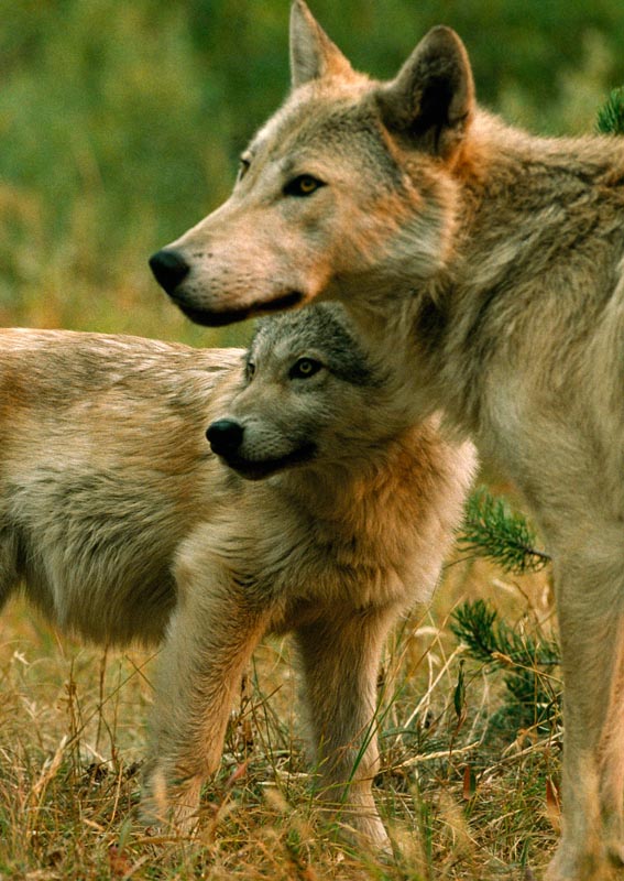 picture 019 - Living with Wolves