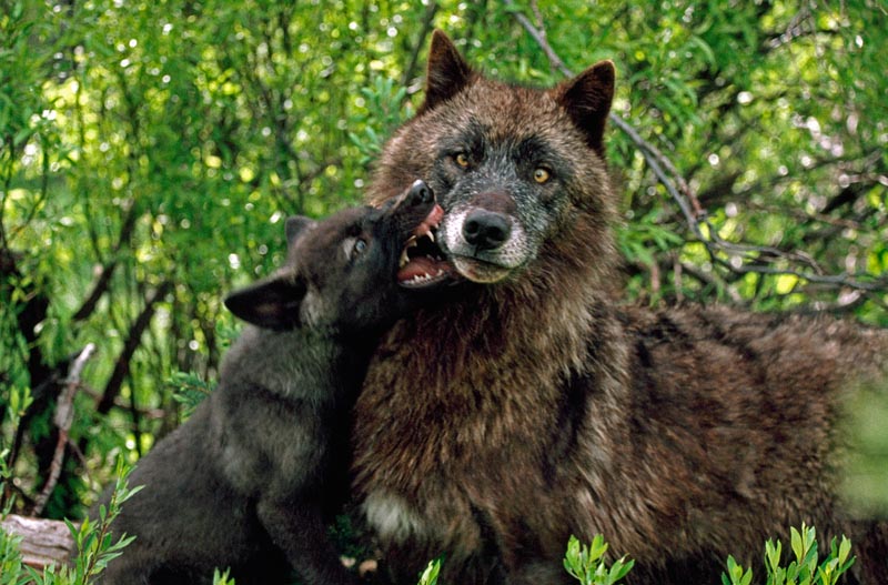 picture 018 - Living with Wolves