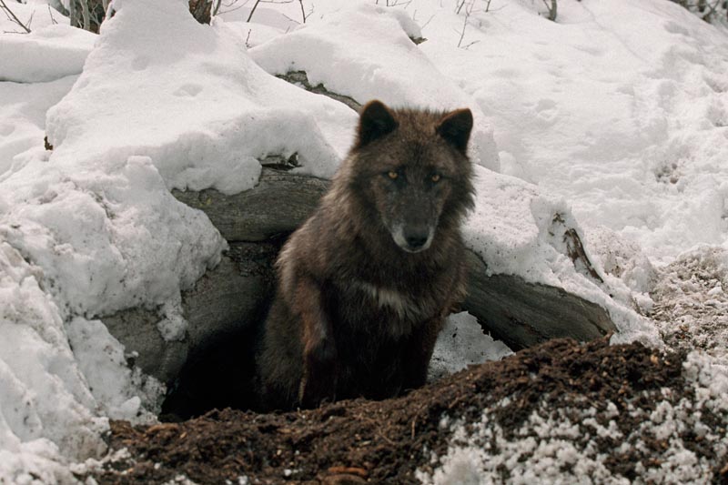 picture 004 - Living with Wolves