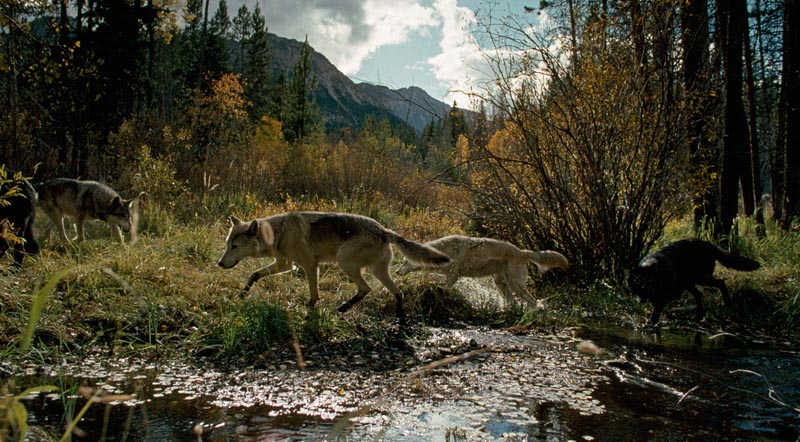 picture 001 - Living with Wolves