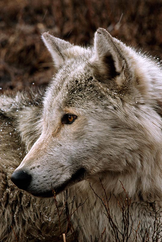 picture 002 - Living with Wolves