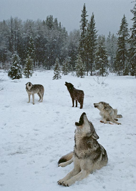 NGS5475 0025 - Living with Wolves