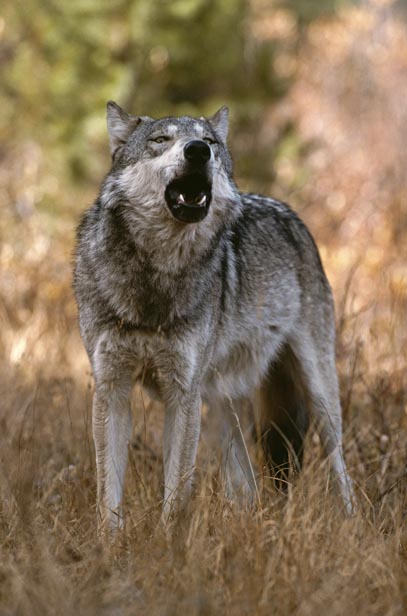 wolf | gray wolf bark - Living with Wolves