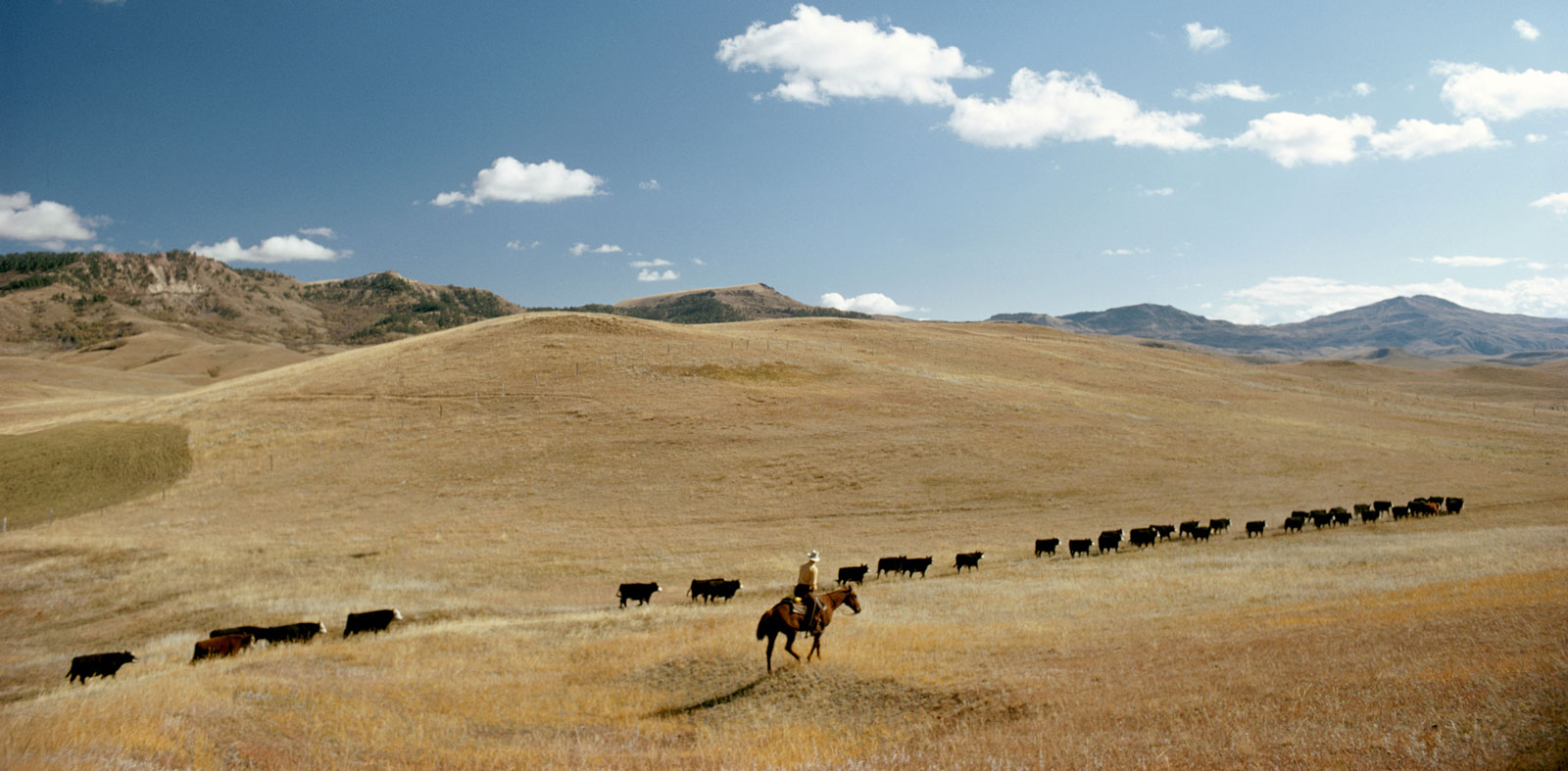 ranching.wsNationalGeographic_383061 - Living with Wolves