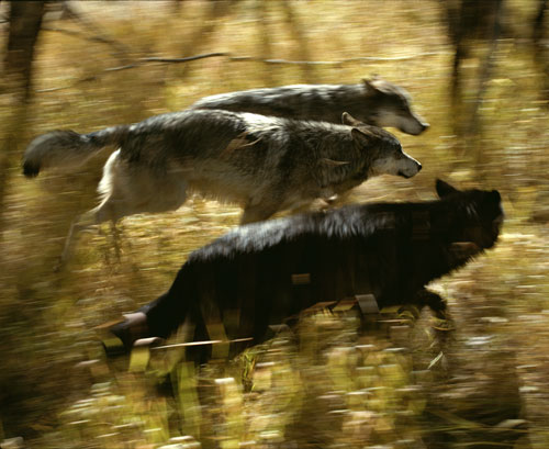 Mari - Living with Wolves