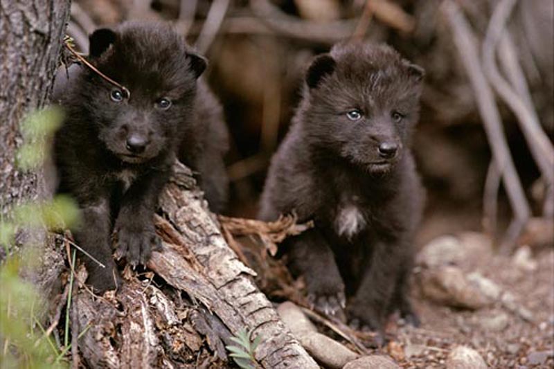 Wolf | Gray Wolf Puppy - Living with Wolves