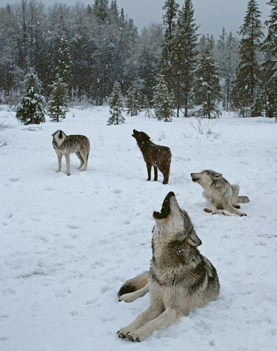 Gray Wolf - Living with Wolves