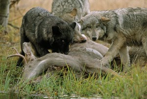 How Wolves Hunt - Living with Wolves