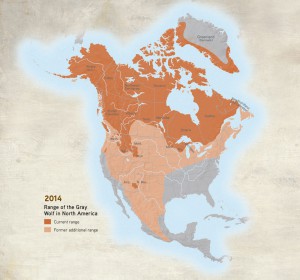 Wolf | United States Range - Living with Wolves