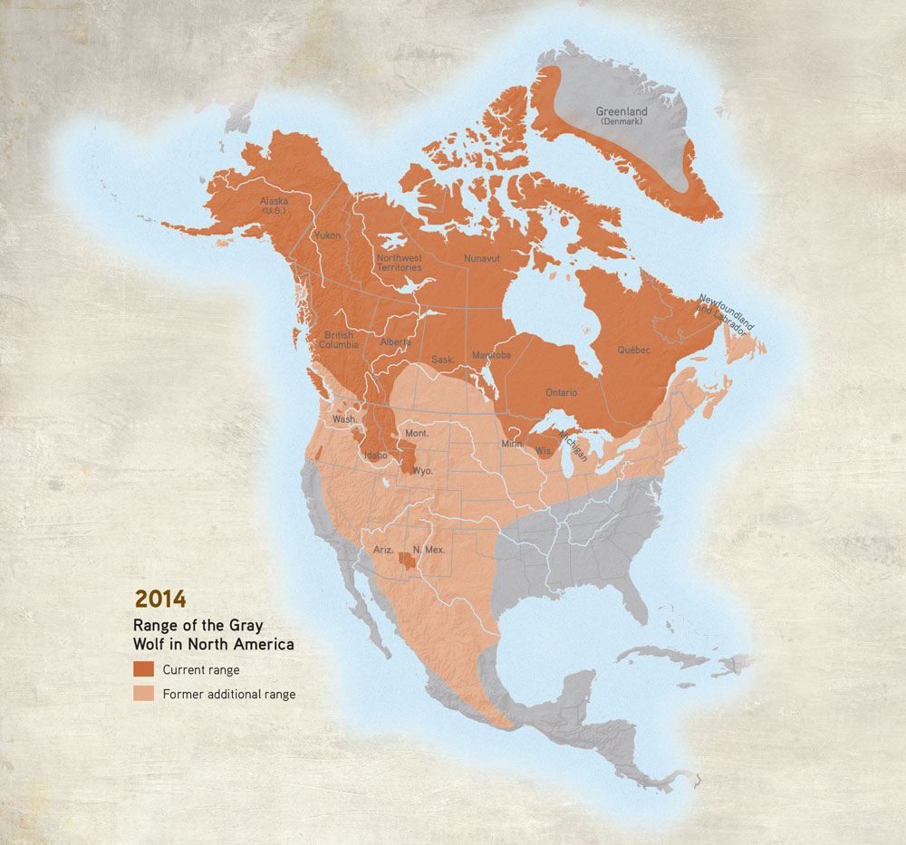 Meet the Wolf - Living with Wolves