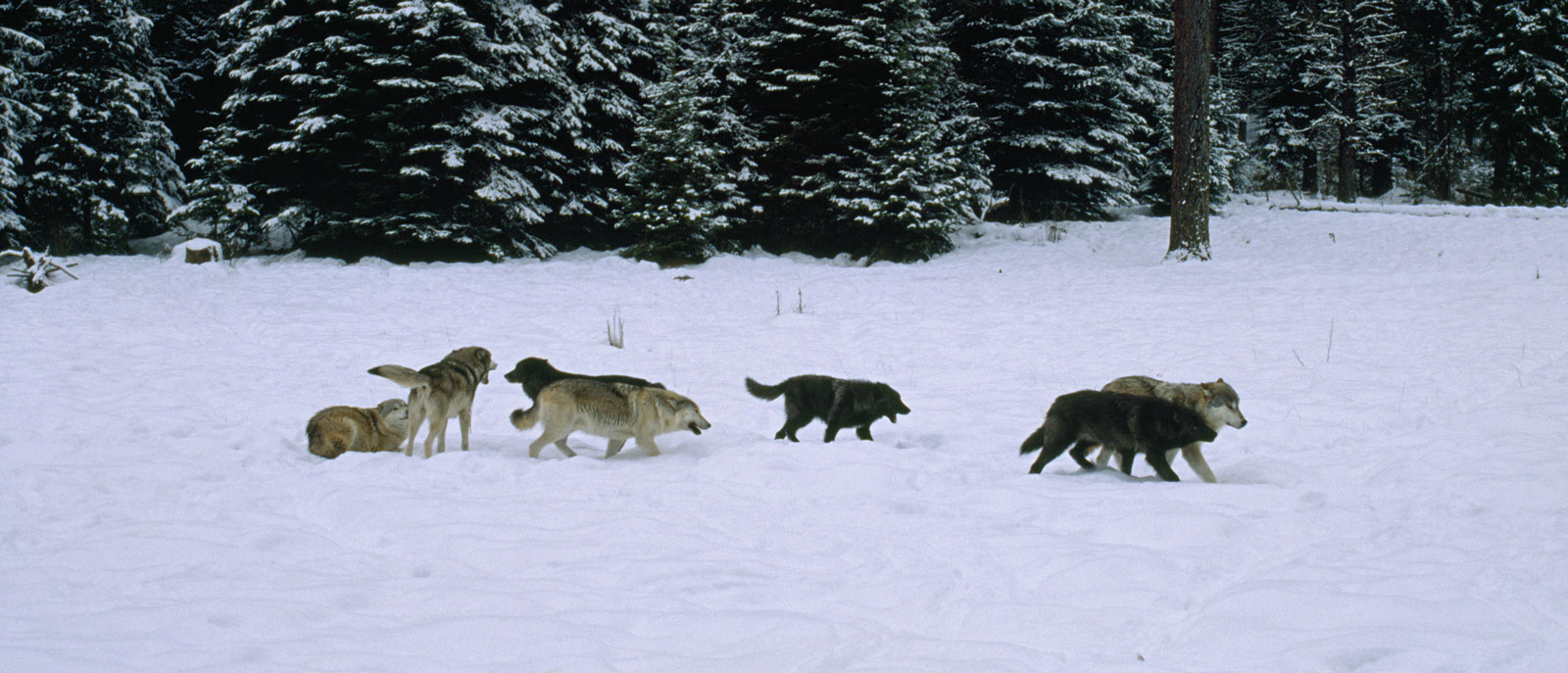 Who to Contact - Living with Wolves