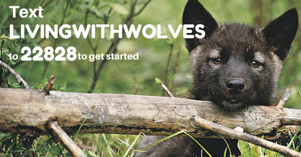 null - Living with Wolves