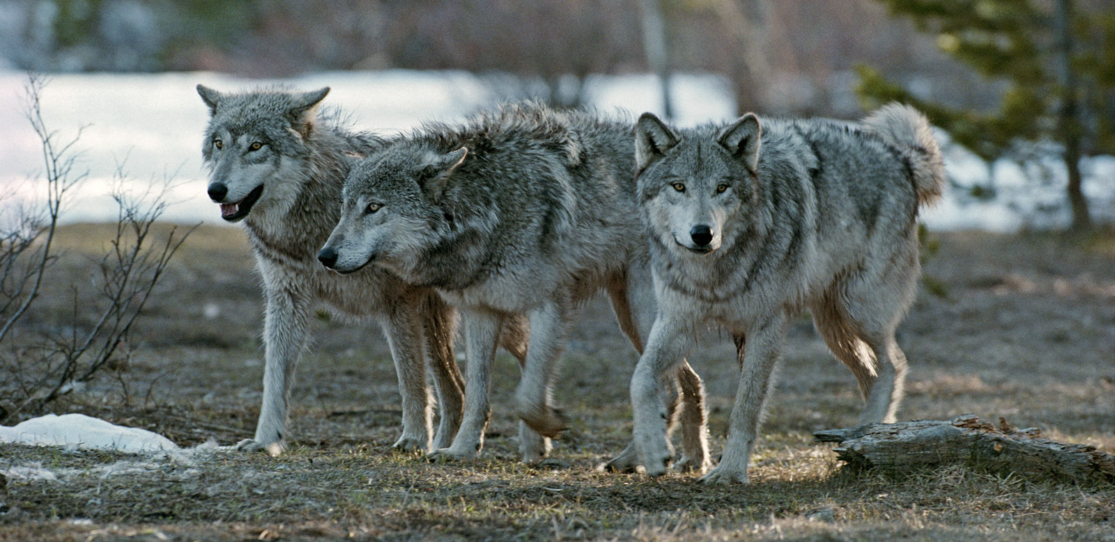 Living with wolves | impact - Living with Wolves