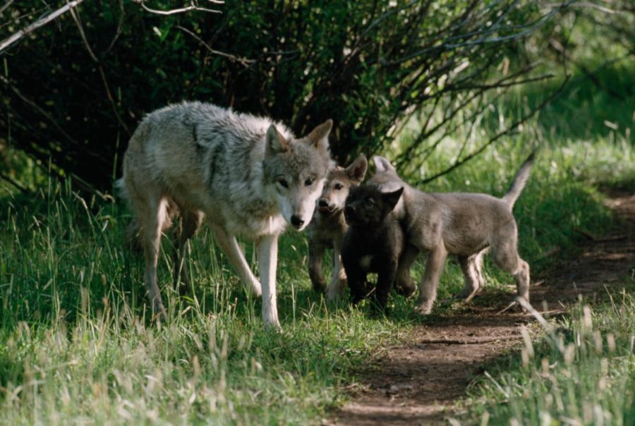 Call to Action - Idaho Wolves Need Your Help! - Living with Wolves