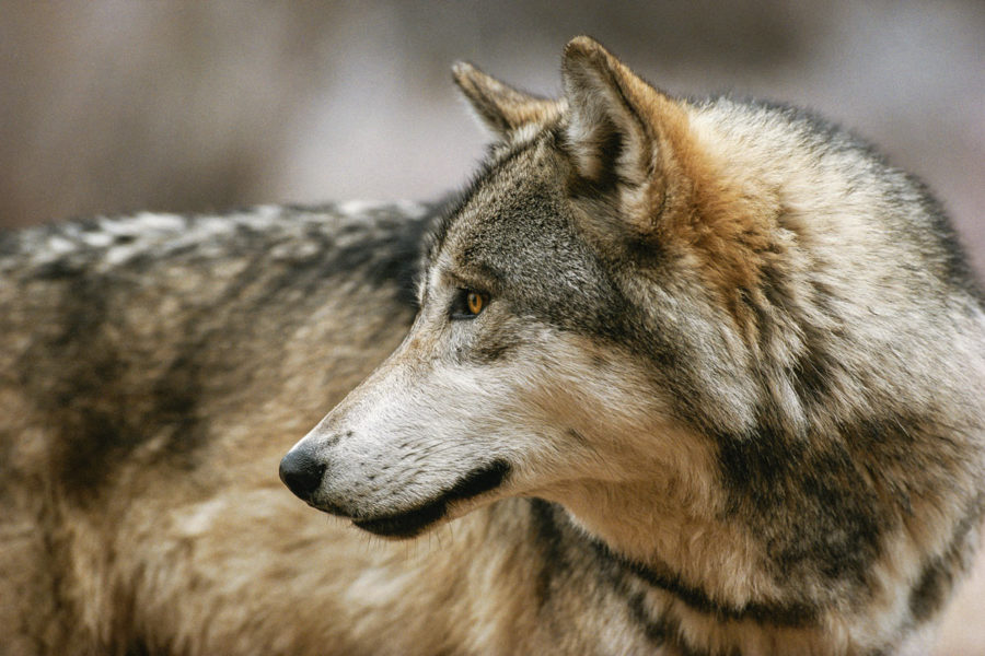 Did You Know? Idaho’s Wolf Hunting Rules Have Changed. - Living with Wolves