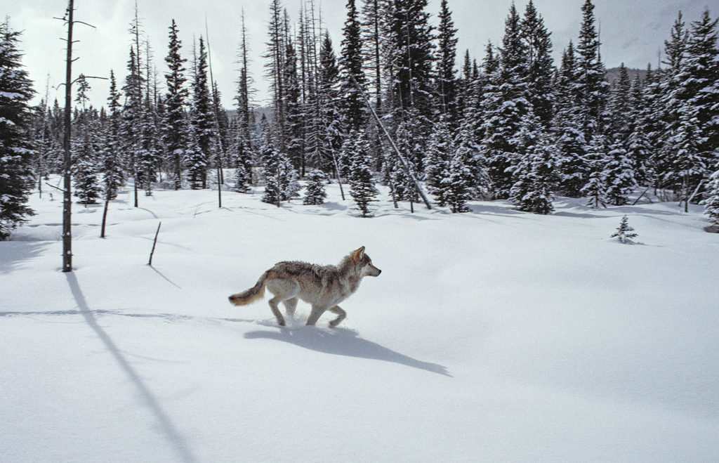 psa001_CCBanner7 - Living with Wolves
