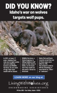 DID YOU KNOW? Idaho's war on wolves targets wolf pups. - Living with Wolves