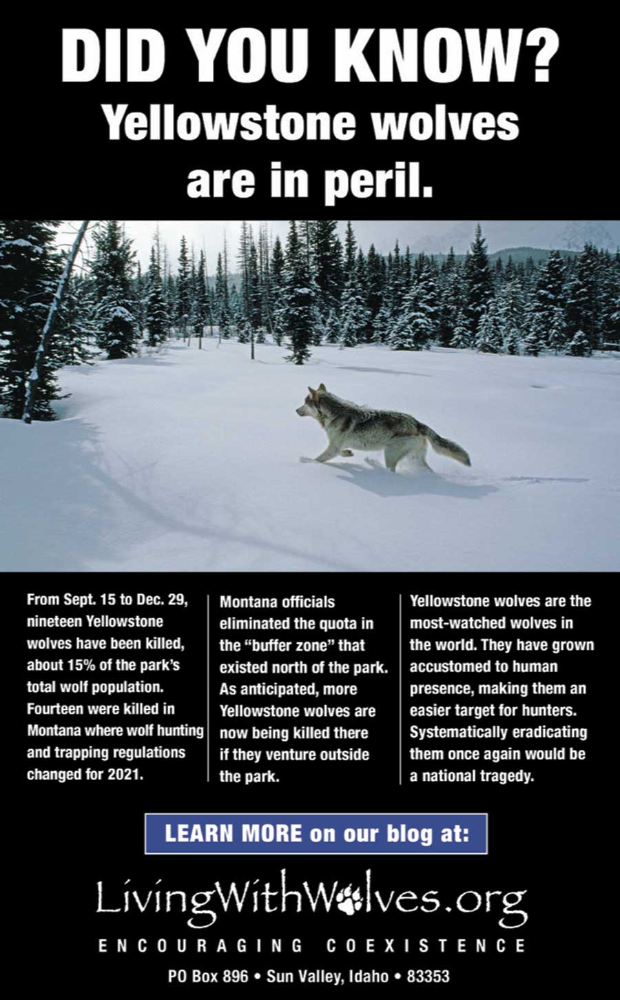 DID YOU KNOW? Yellowstone wolves are in peril. - Living with Wolves
