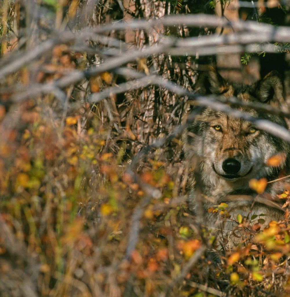 Yellowstone-Banner-10-2022 - Living with Wolves