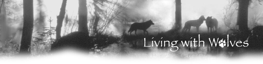 FOR IMMEDIATE RELEASE: What Happens to the Pack When a Wolf Dies? - Living with Wolves
