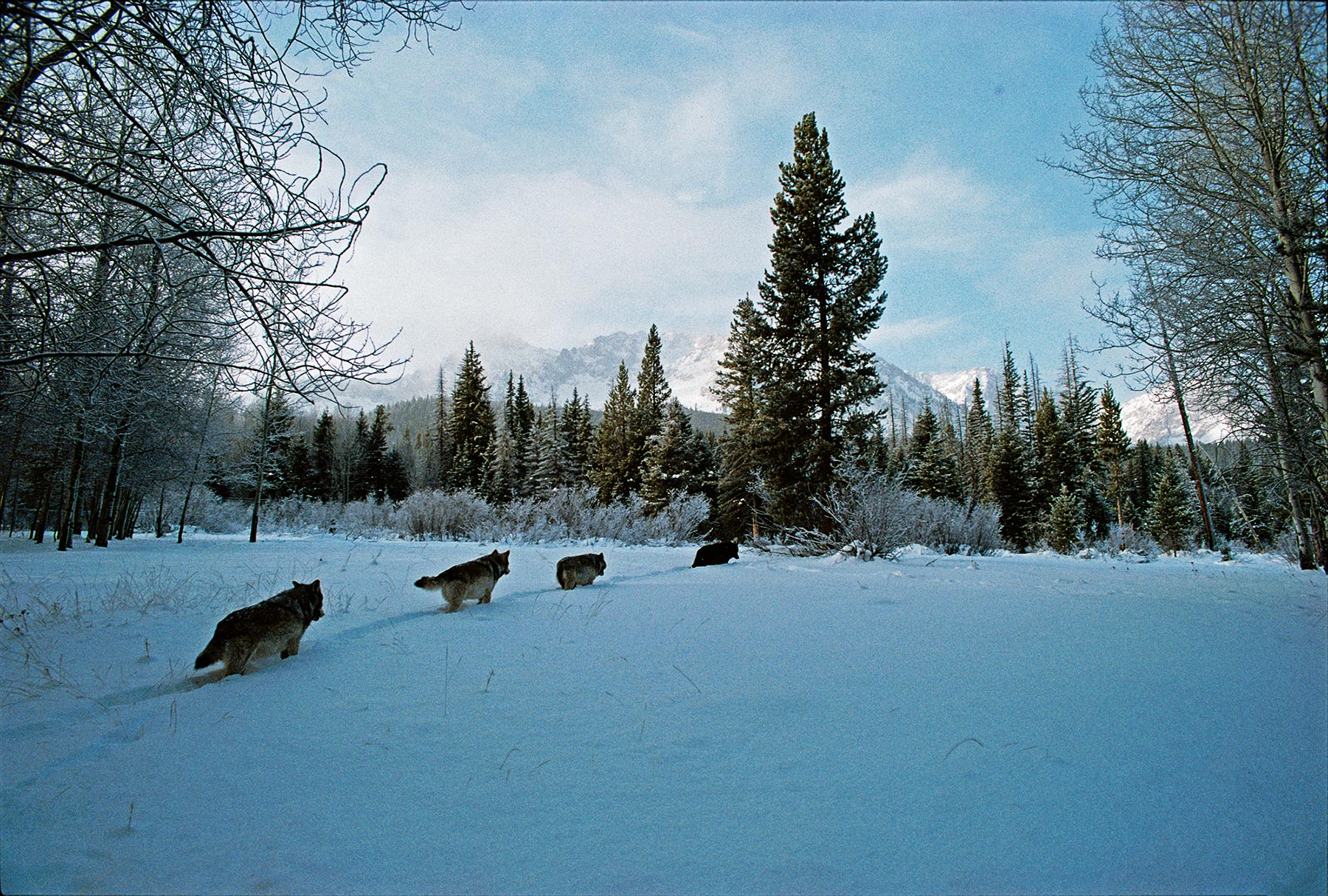 Image-for-Museum-Page-header-copy - Living with Wolves