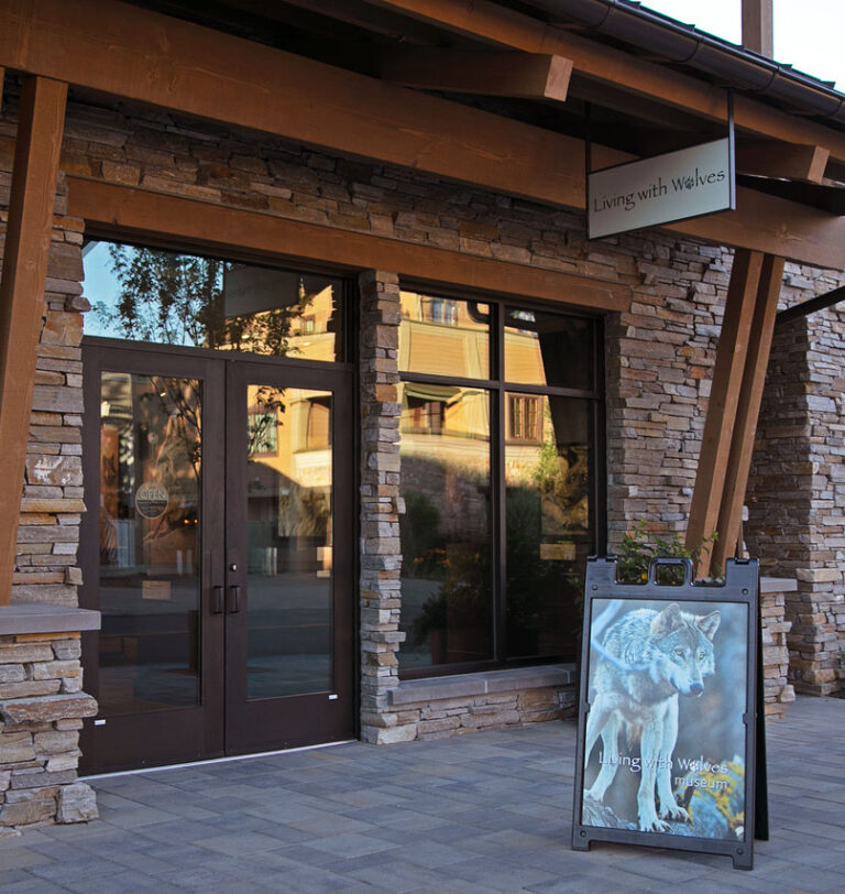 The Beta Wolf - Living with Wolves