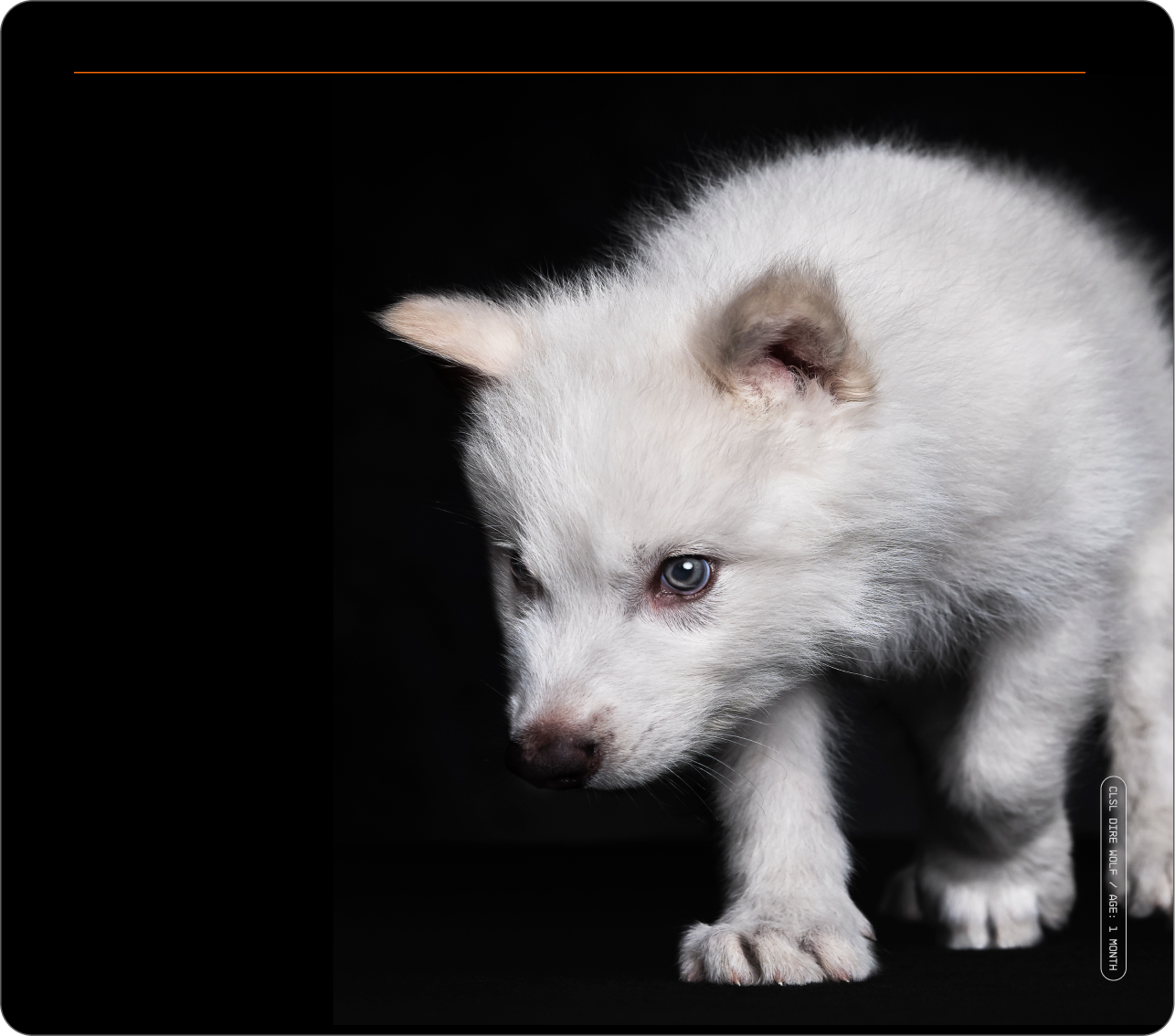 The Illusion of De-Extinction: Colossal Biosciences and the Myth of the Dire Wolf - Living with ...