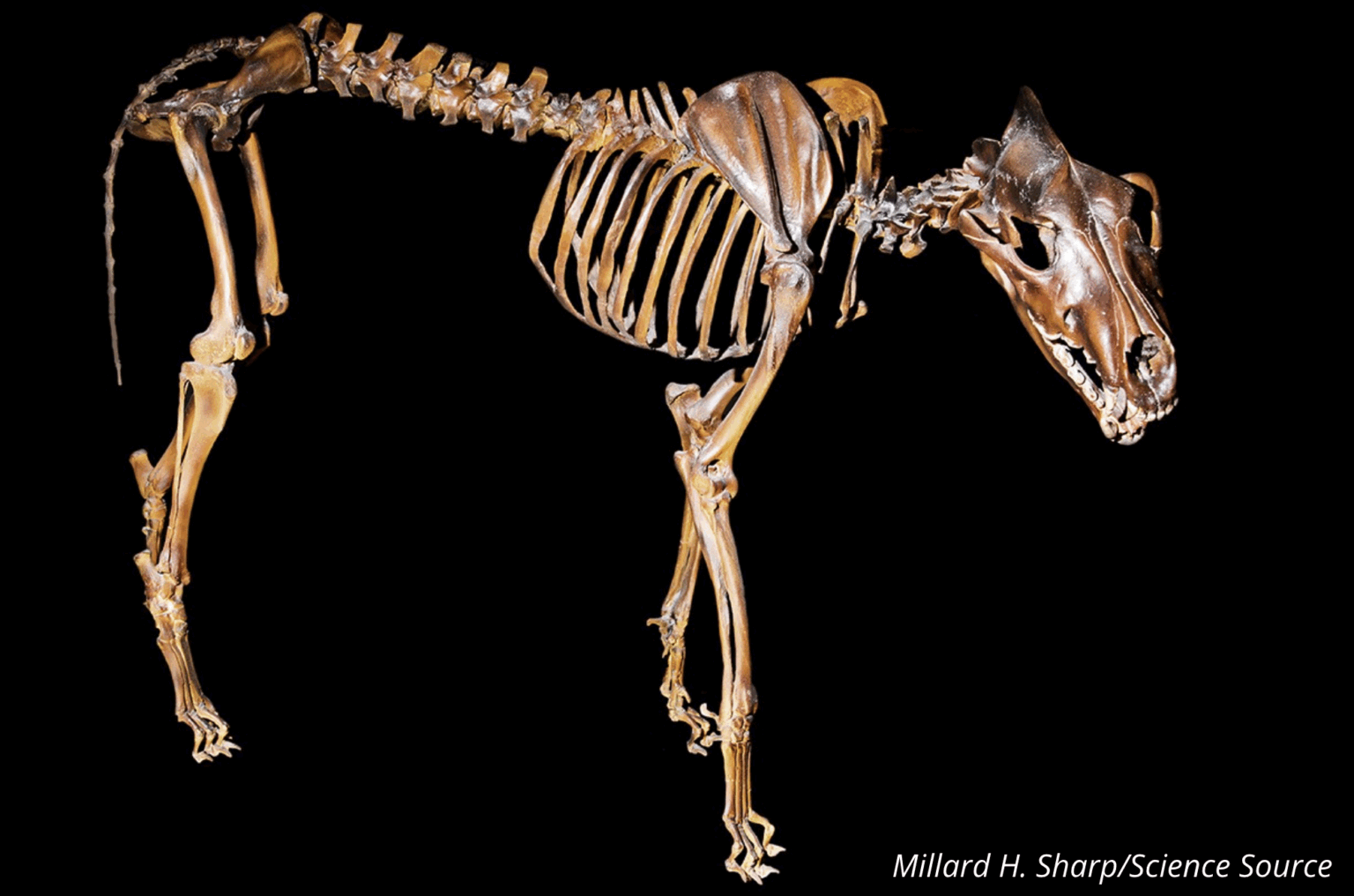 The Illusion of De-Extinction: Colossal Biosciences and the Myth of the ...