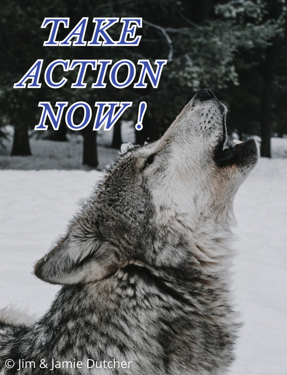 Congress is Targeting Wolves — Here's How to Help - Living with Wolves