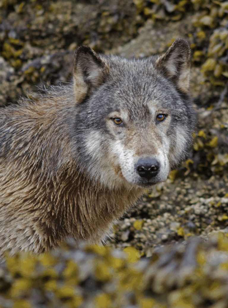 Inside One of the World's Most Remarkable Wolf Studies - Living with Wolves