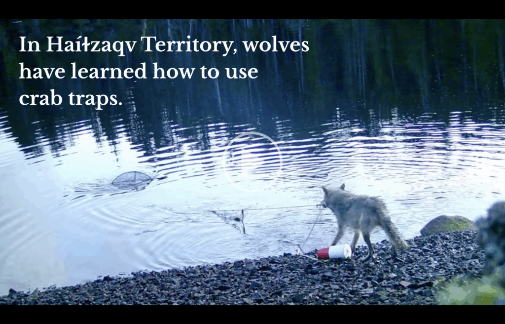 Inside One of the World's Most Remarkable Wolf Studies - Living with Wolves