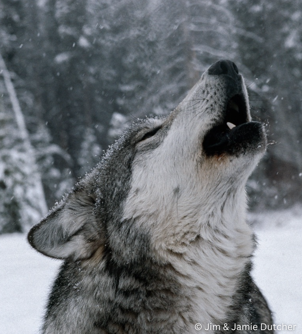 Screenshot 2026-02-03 at 2.32.47 PM - Living with Wolves