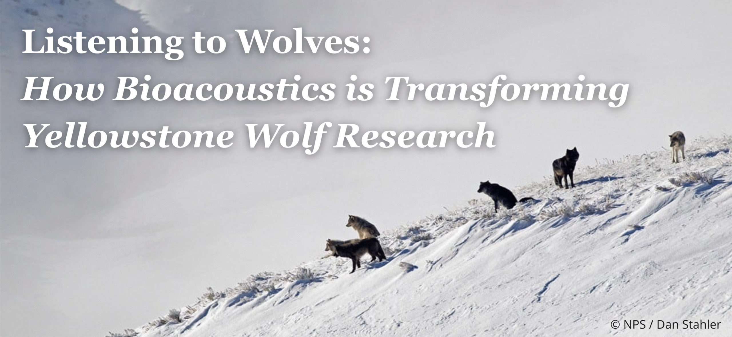 Listening to Wolves: How Bioacoustics is Transforming Yellowstone Wolf ...